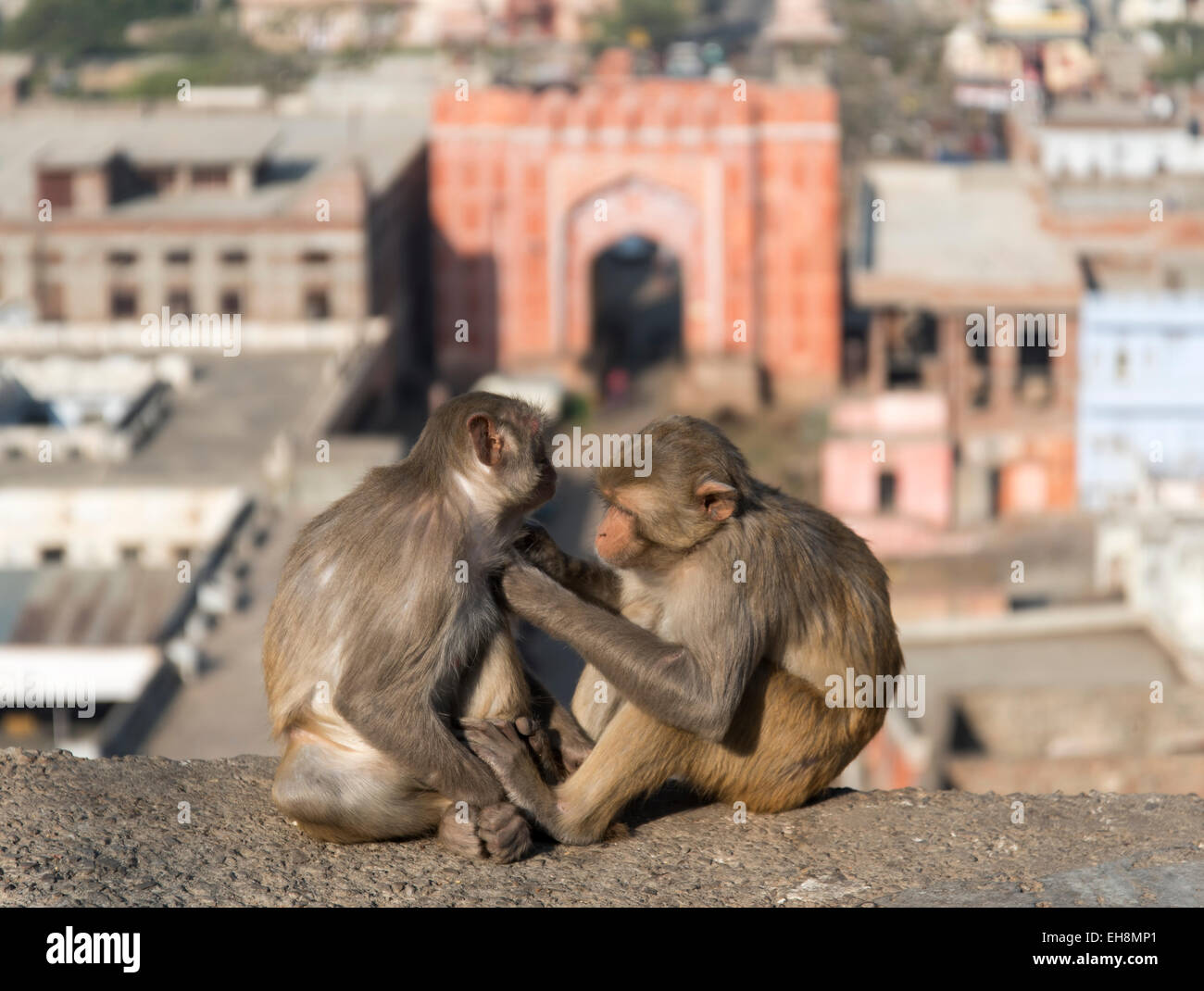 Rhesus Macaque Monkeys near Galta Gate, Jaipur, Rajasthan, India Stock ...