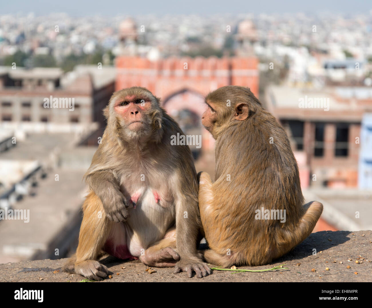 Monkeys near the temple hi-res stock photography and images - Alamy