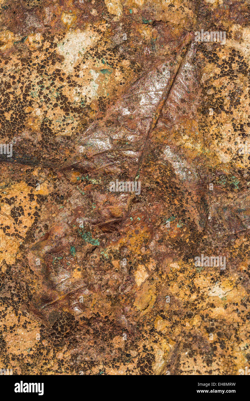 Fossil leaf 44 million years old along Trail of Fossils in Clarno Unit ...