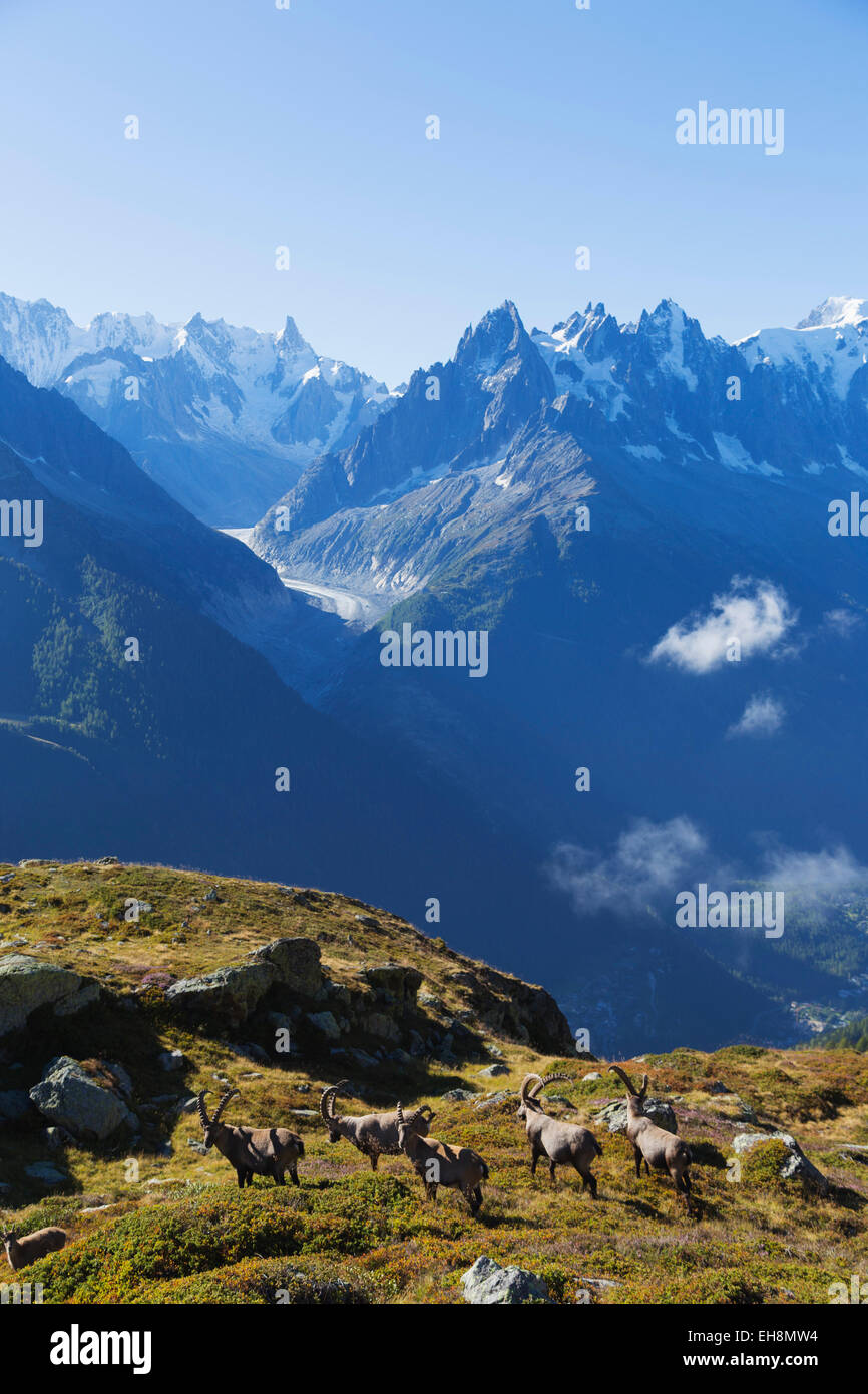 Chamonix ibex animal goat hi-res stock photography and images - Alamy