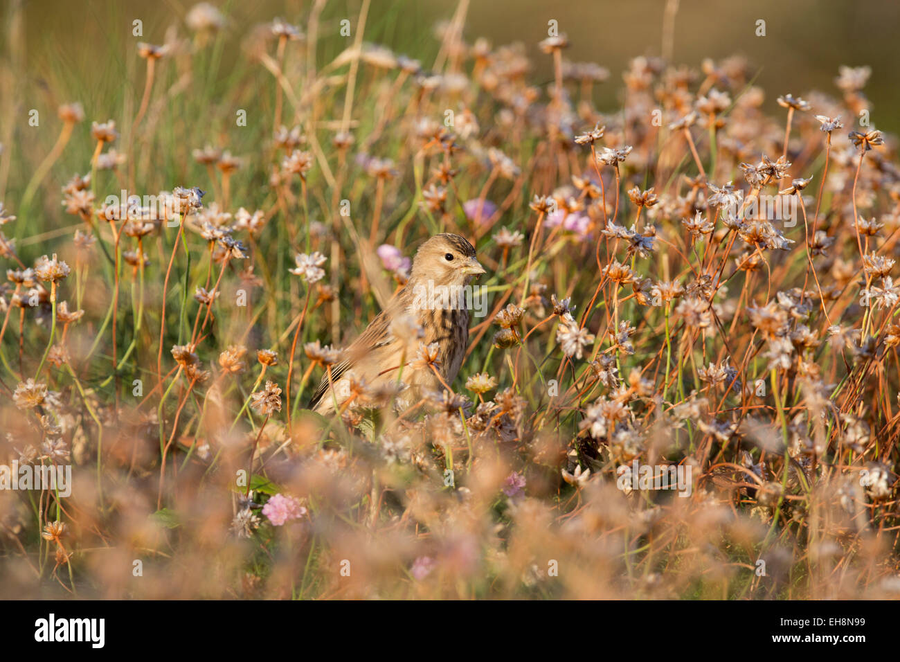 Linnet;Carduelis cannabina Single with Thrift Seed Heads; Cornwall; UK ...