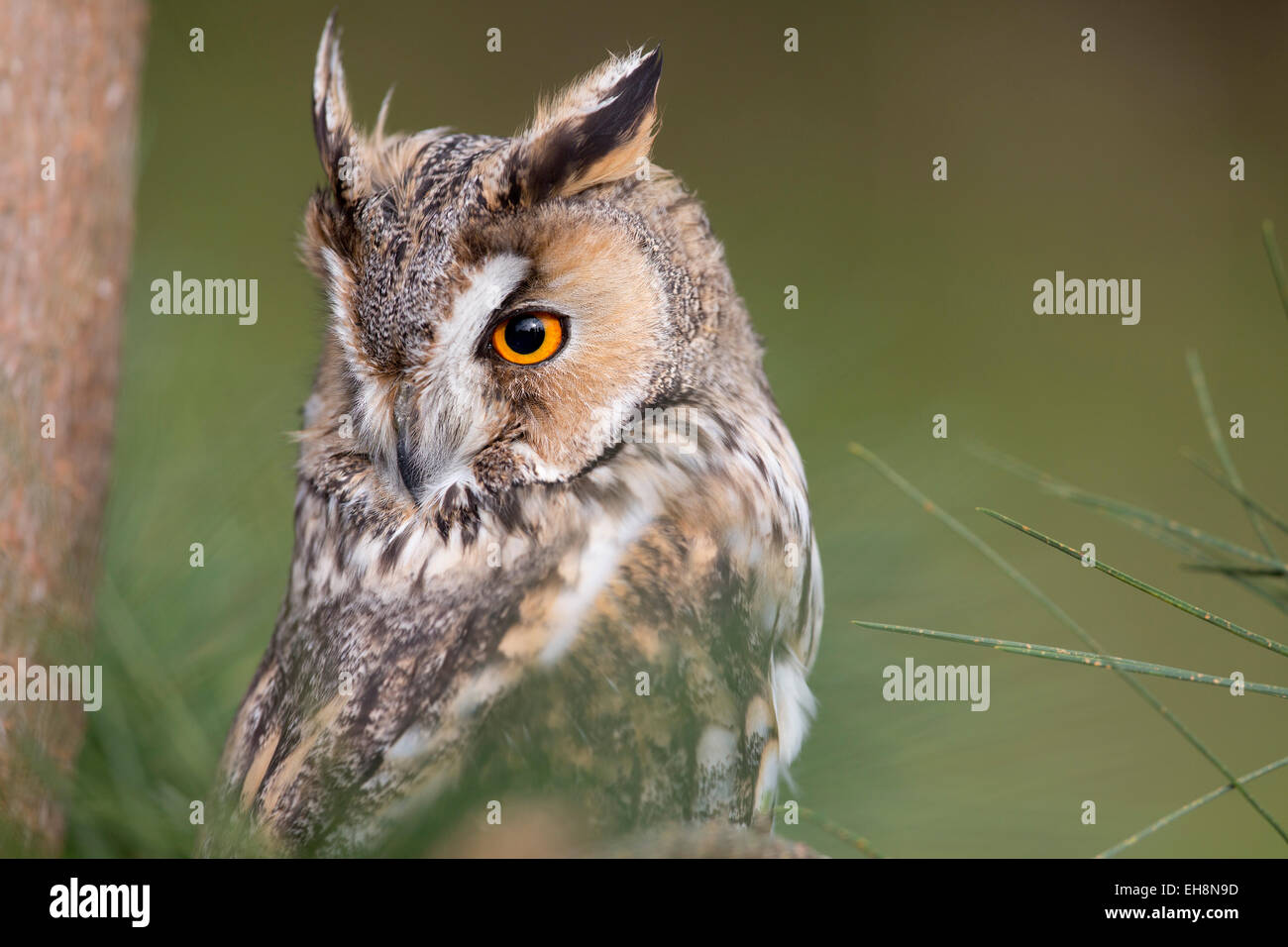Long eared owl britain hi-res stock photography and images - Alamy