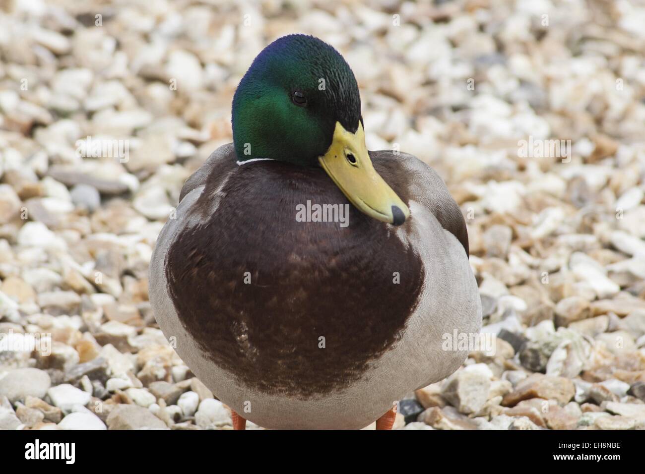 Duck Claws High Resolution Stock Photography and Images - Alamy