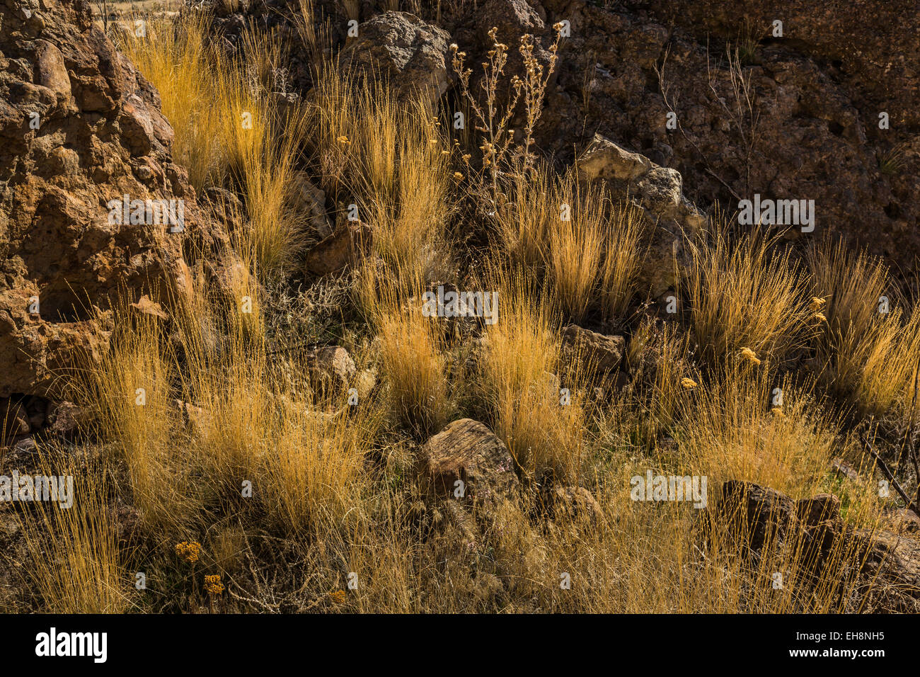 Grasses in the autumn sun along the Trail of Fossils in the Clarno Unit ...
