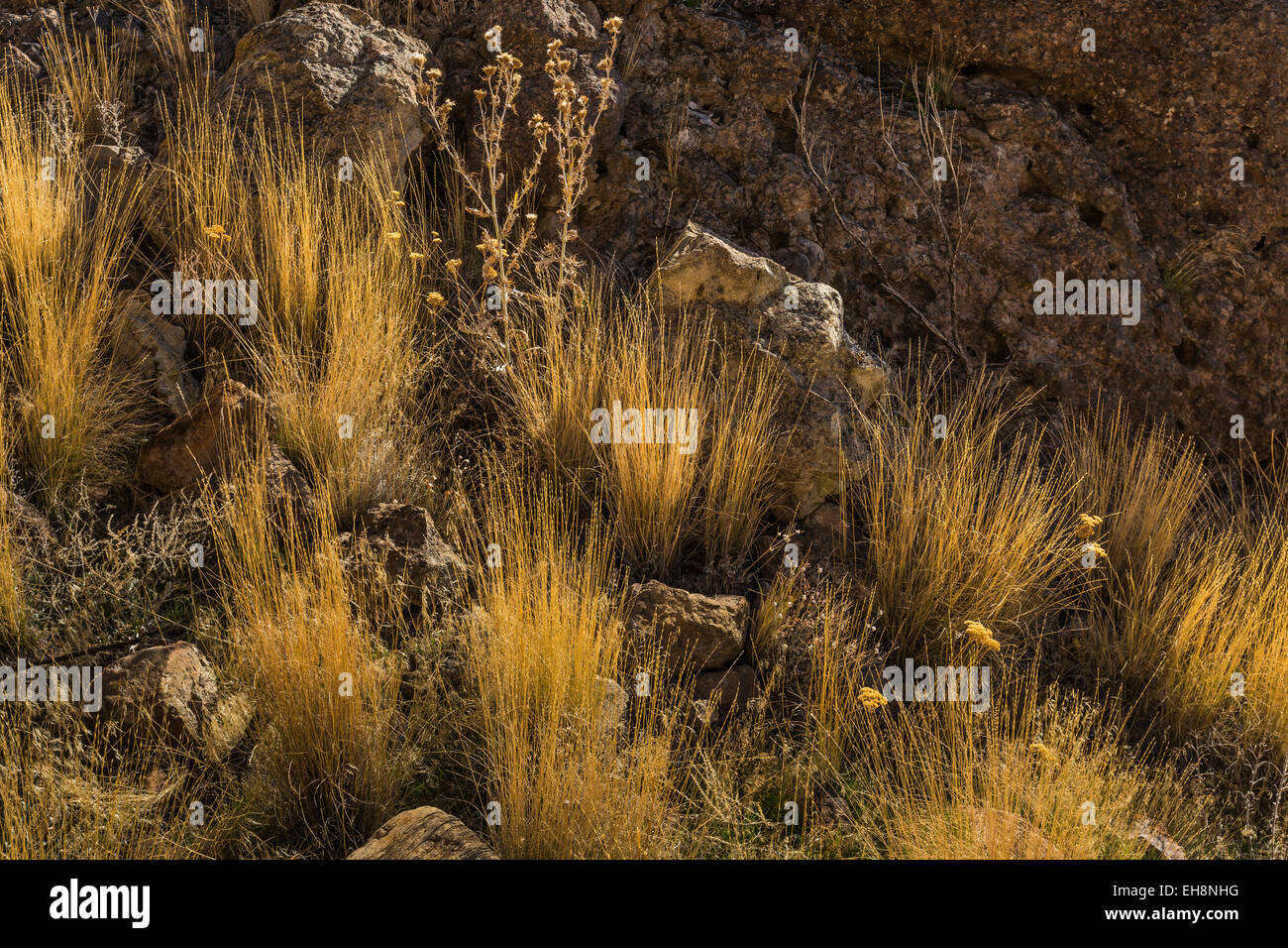 Grasses in the autumn sun along the Trail of Fossils in the Clarno Unit ...