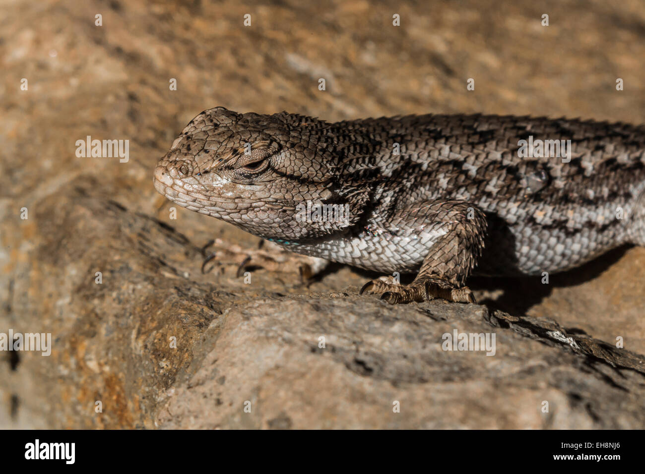 Western Fence Lizard, Sceloporus occidentalis, along Trail of Fossils ...