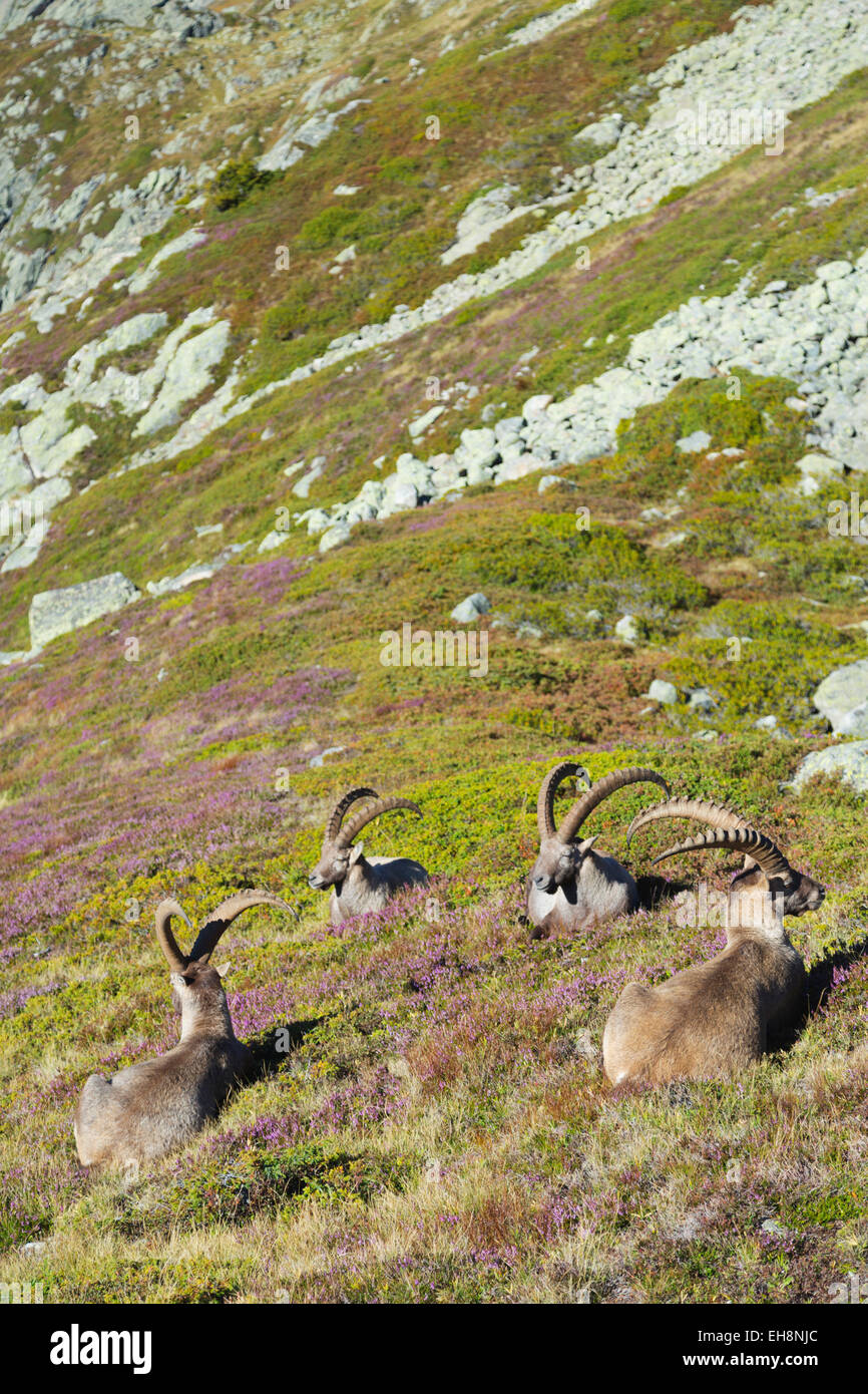 Chamonix ibex animal goat hi-res stock photography and images - Alamy