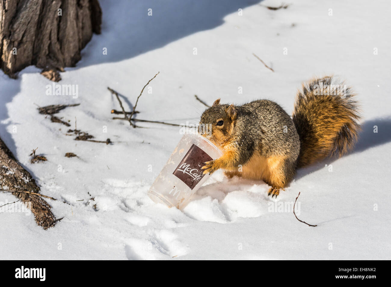 Squirrel Drinking Coffee