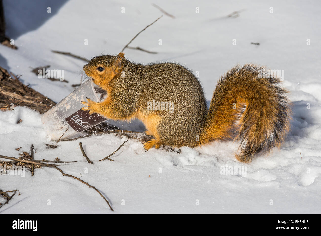 Eastern Fox Squirrel, Sciurus niger, holding cold coffee drinking cup ...