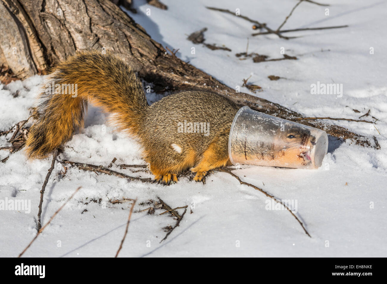 Squirrels With Coffee
