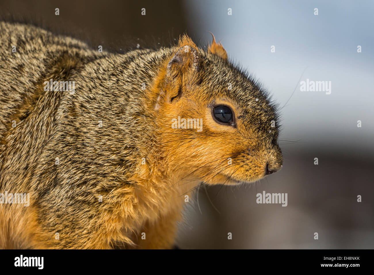 Eastern Fox Squirrel, Sciurus niger, foraging in Hemlock Park along the ...