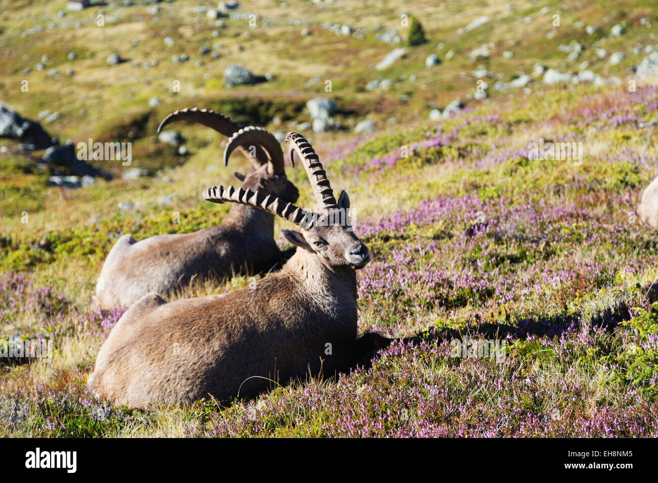 Chamonix ibex animal goat hi-res stock photography and images - Alamy