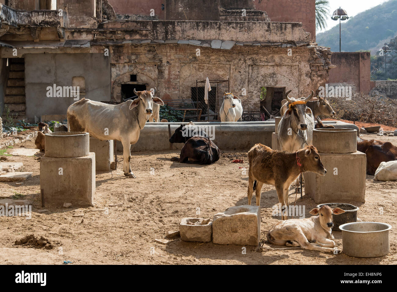 Holy Cows at Ramgopalji Temple, Galta, Jaipur, Rajasthan, India Stock ...
