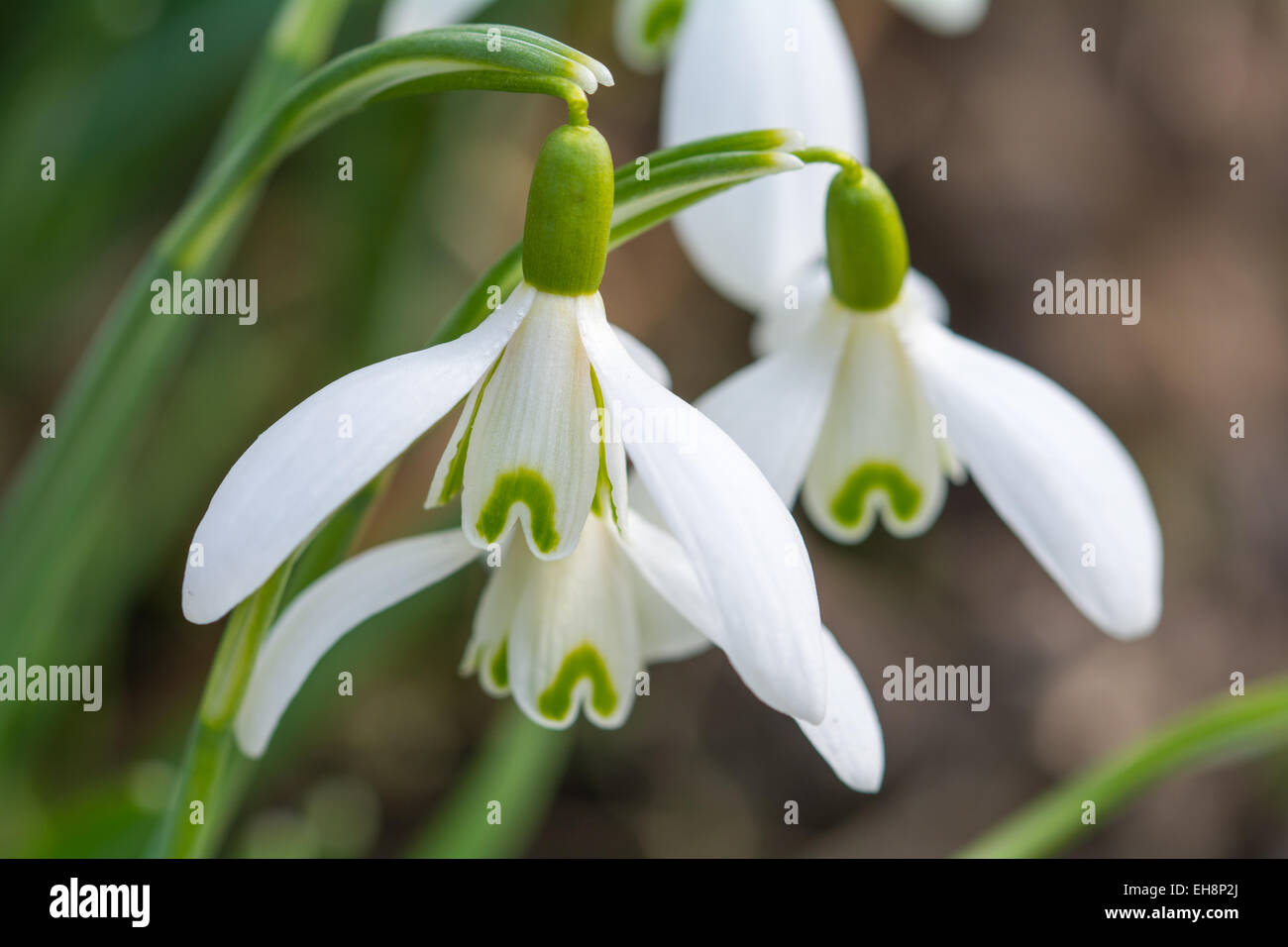 Spring snowdrop hi-res stock photography and images - Alamy