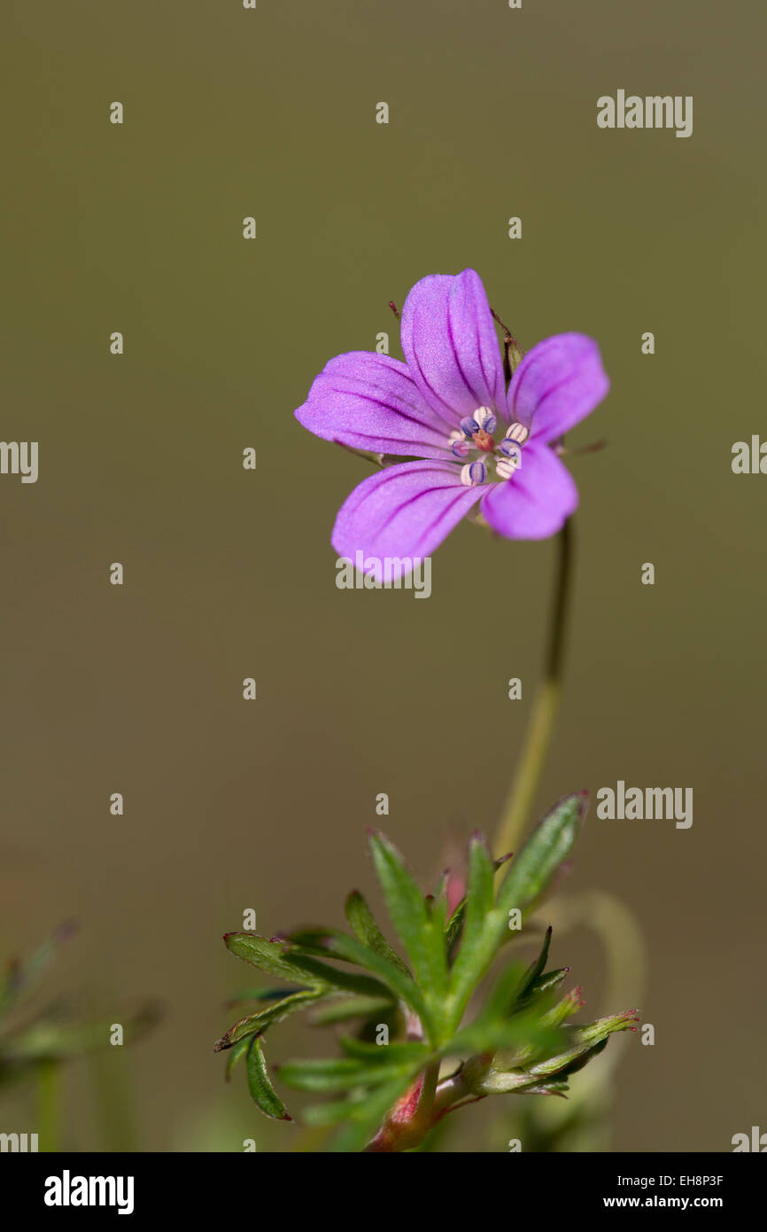 Long Stalked Cranesbill; Geranium columbinum Flower; Northumberland; UK ...