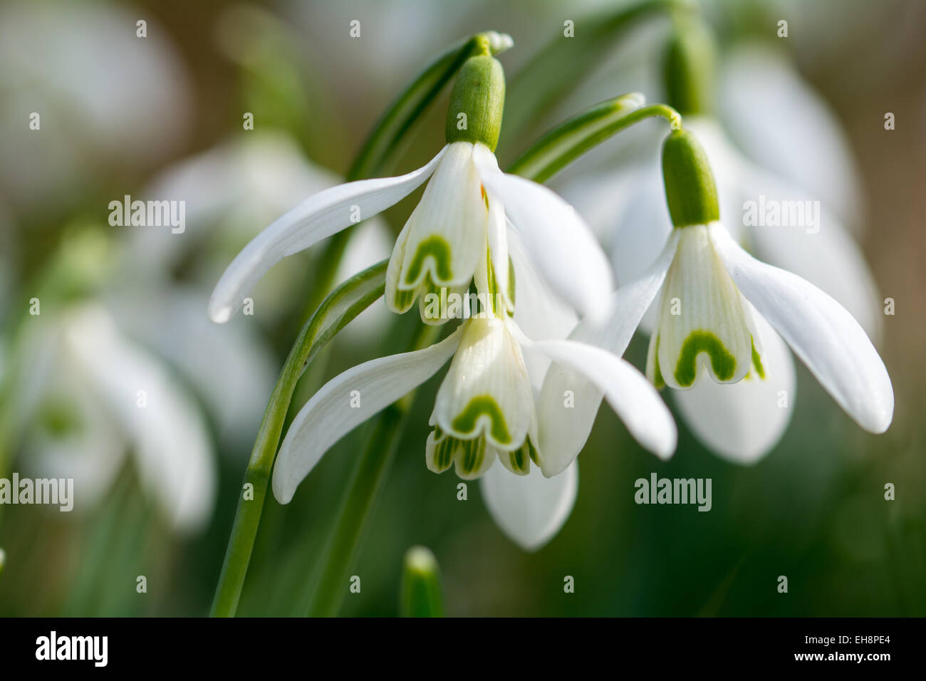 snowdrop in spring Stock Photo - Alamy