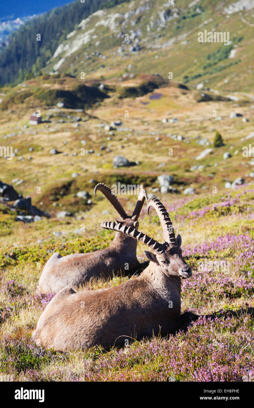Chamonix goat hi-res stock photography and images - Alamy