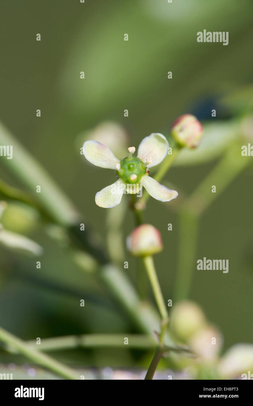 Spindle Bush Uk at Vincent Flora blog