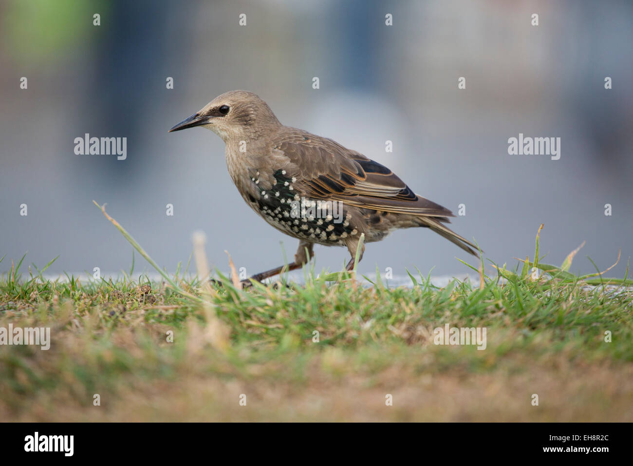 Juvenile starling uk hi-res stock photography and images - Alamy