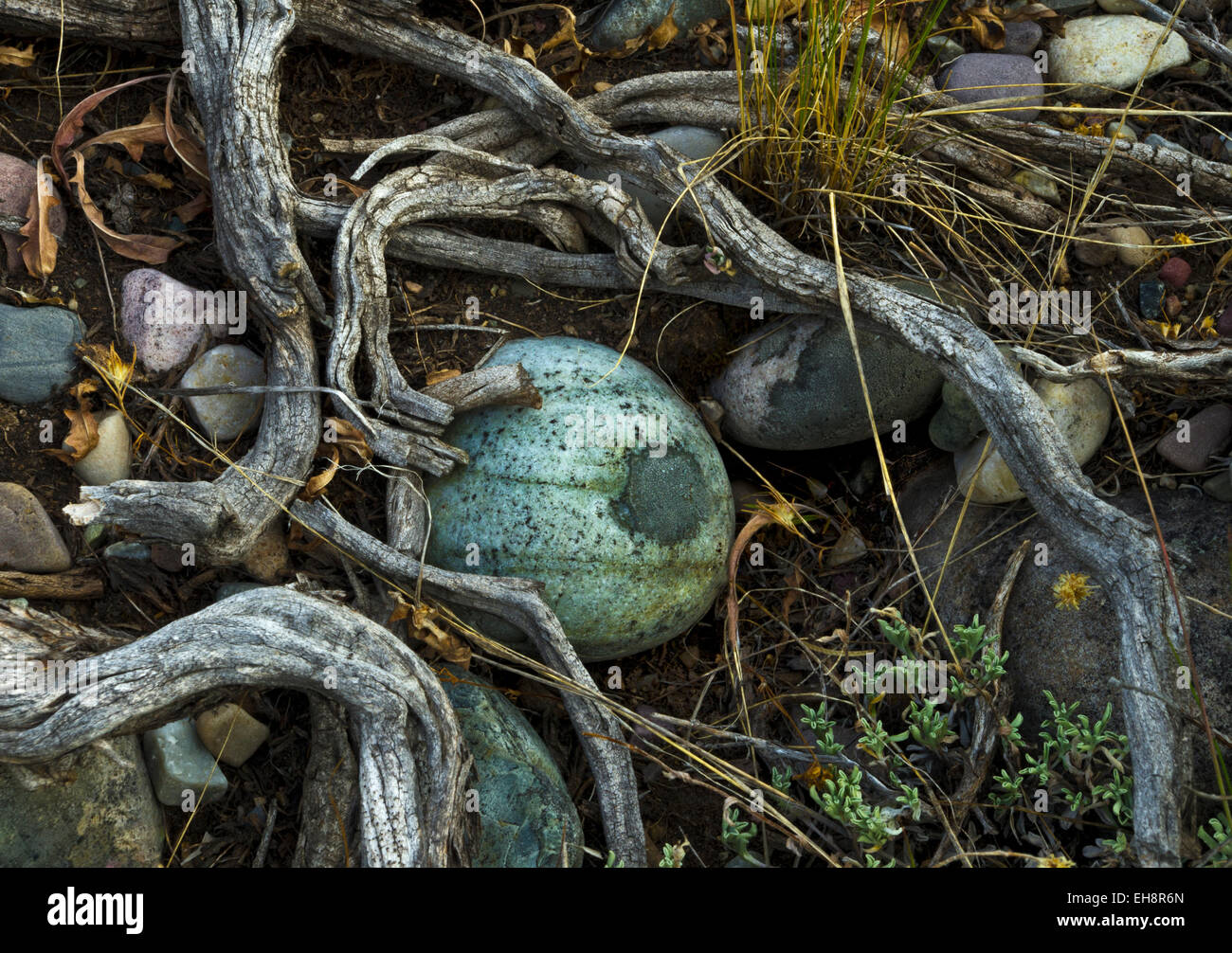 Close-up image of green rock nestled in roots, in Grand Teton National ...