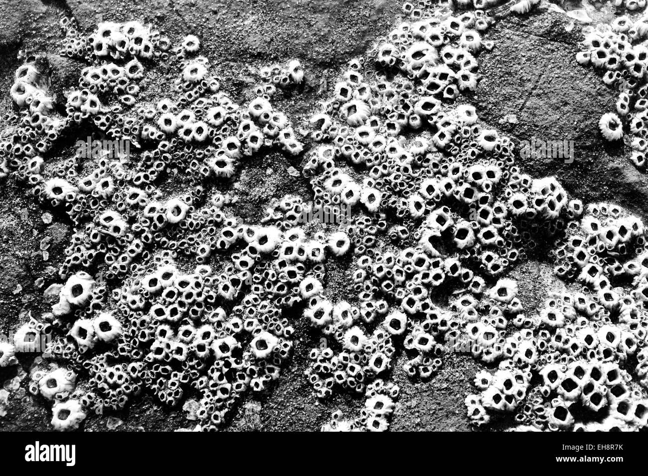 Black and white barnacles background Stock Photo - Alamy