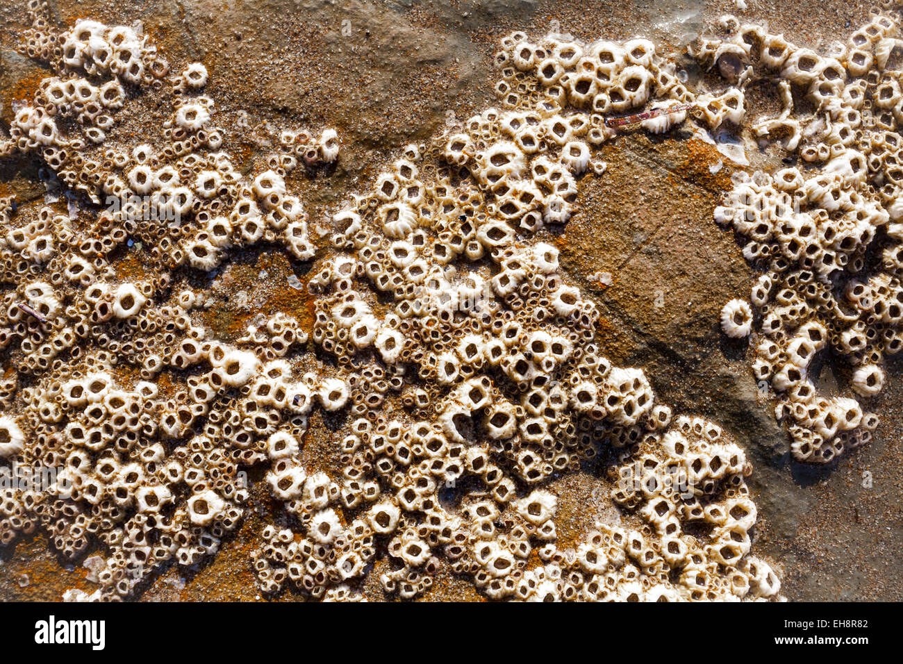 Barnacles hi-res stock photography and images - Alamy