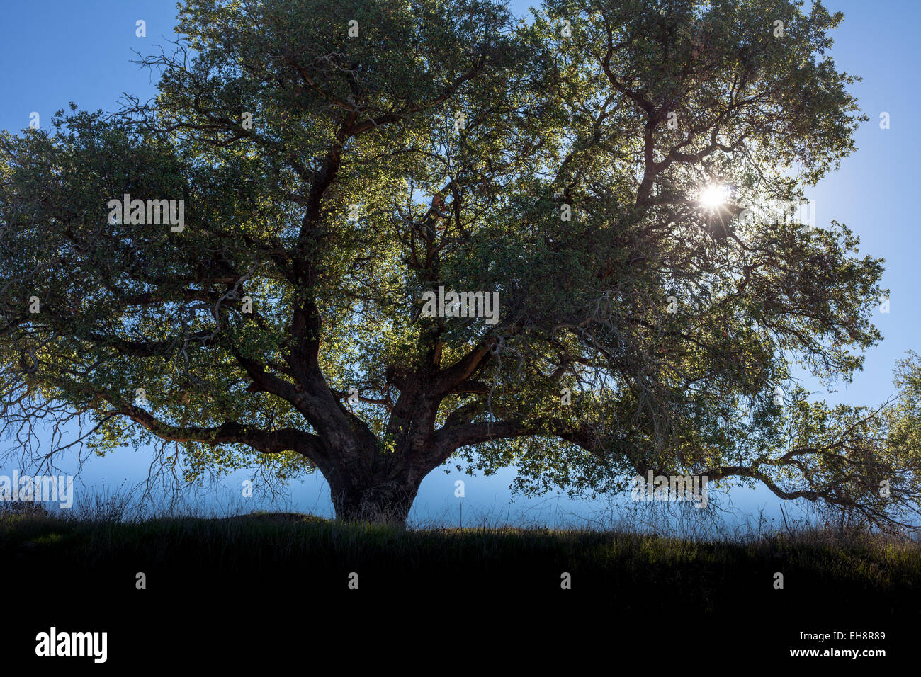 Backlit oak tree hi-res stock photography and images - Alamy