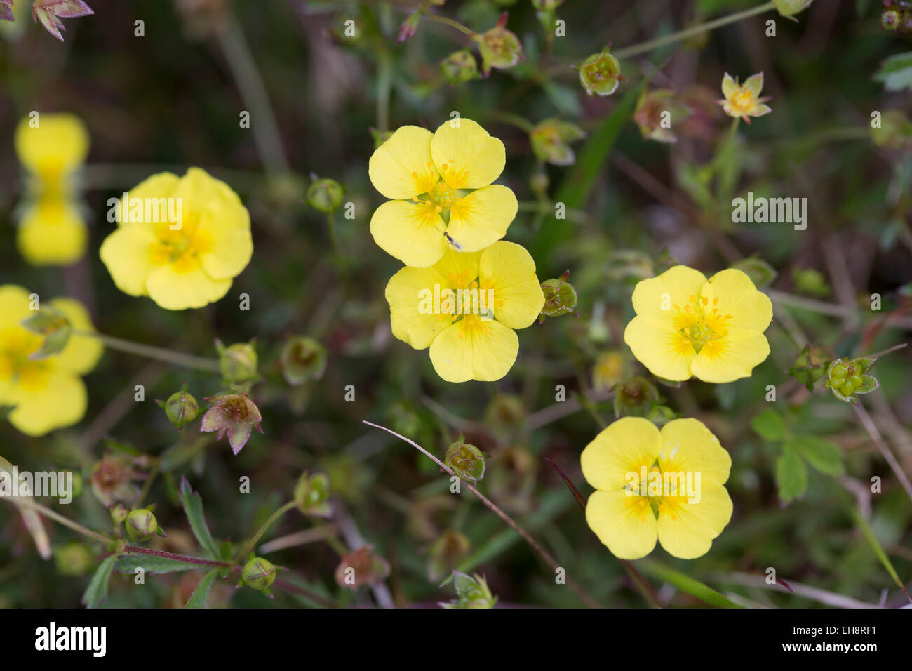 Tormentil; Potentilla erecta; Flower Cornwall; UK Stock Photo - Alamy