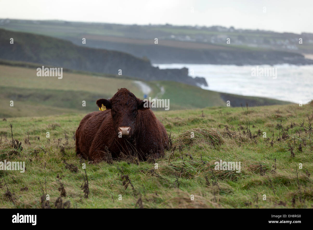 Ruby Red Cow Stock Photos & Ruby Red Cow Stock Images - Alamy