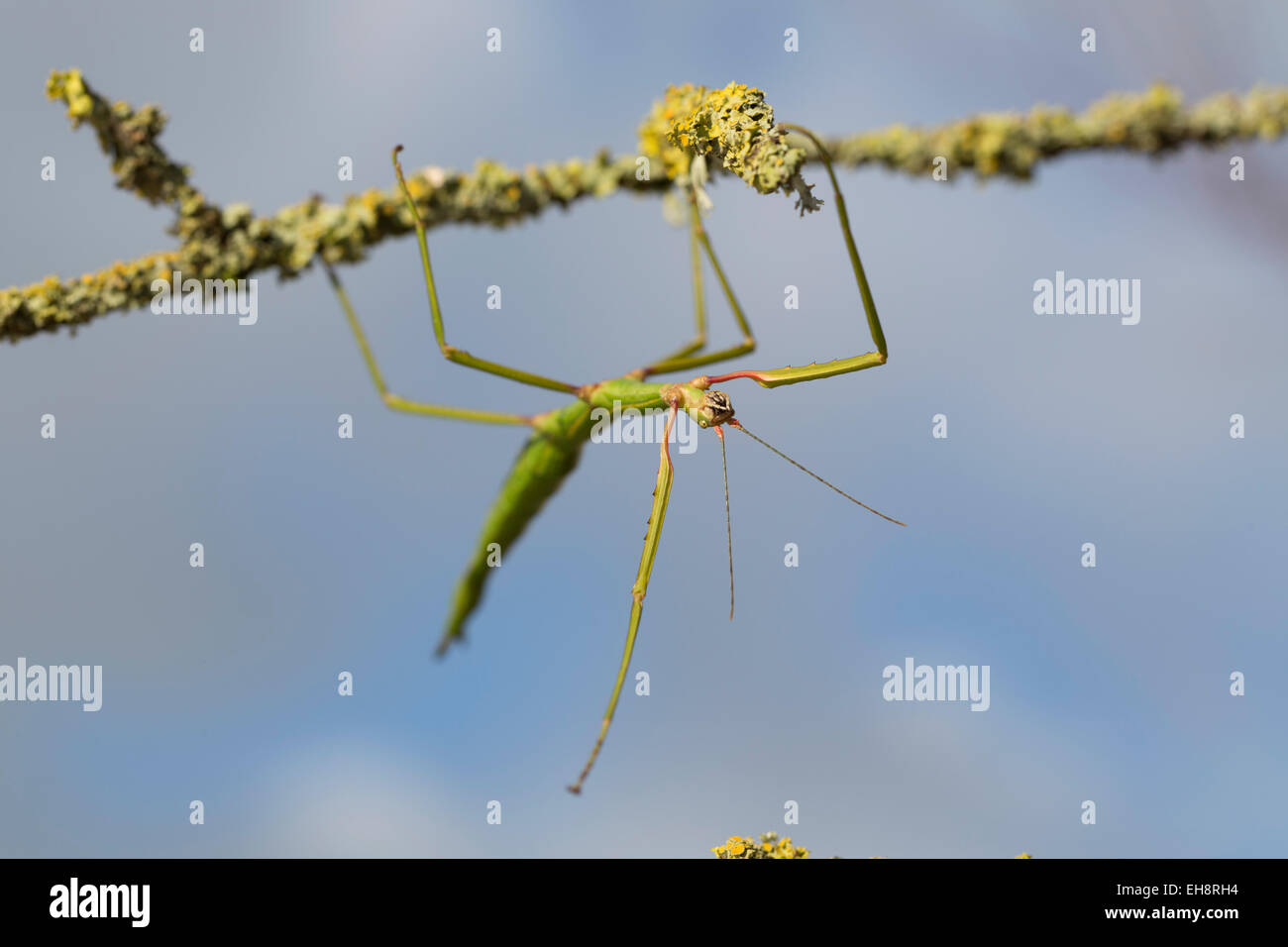 Unarmed Stick Insect; Acanthoxyla inermis; Single on Twig Cornwall; UK ...