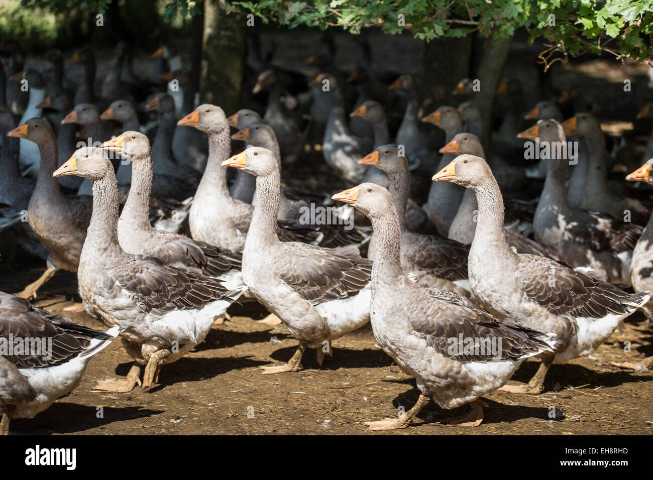 Geese for goose liver pate on farm, Dordogne, Aquitaine, France, Europe ...