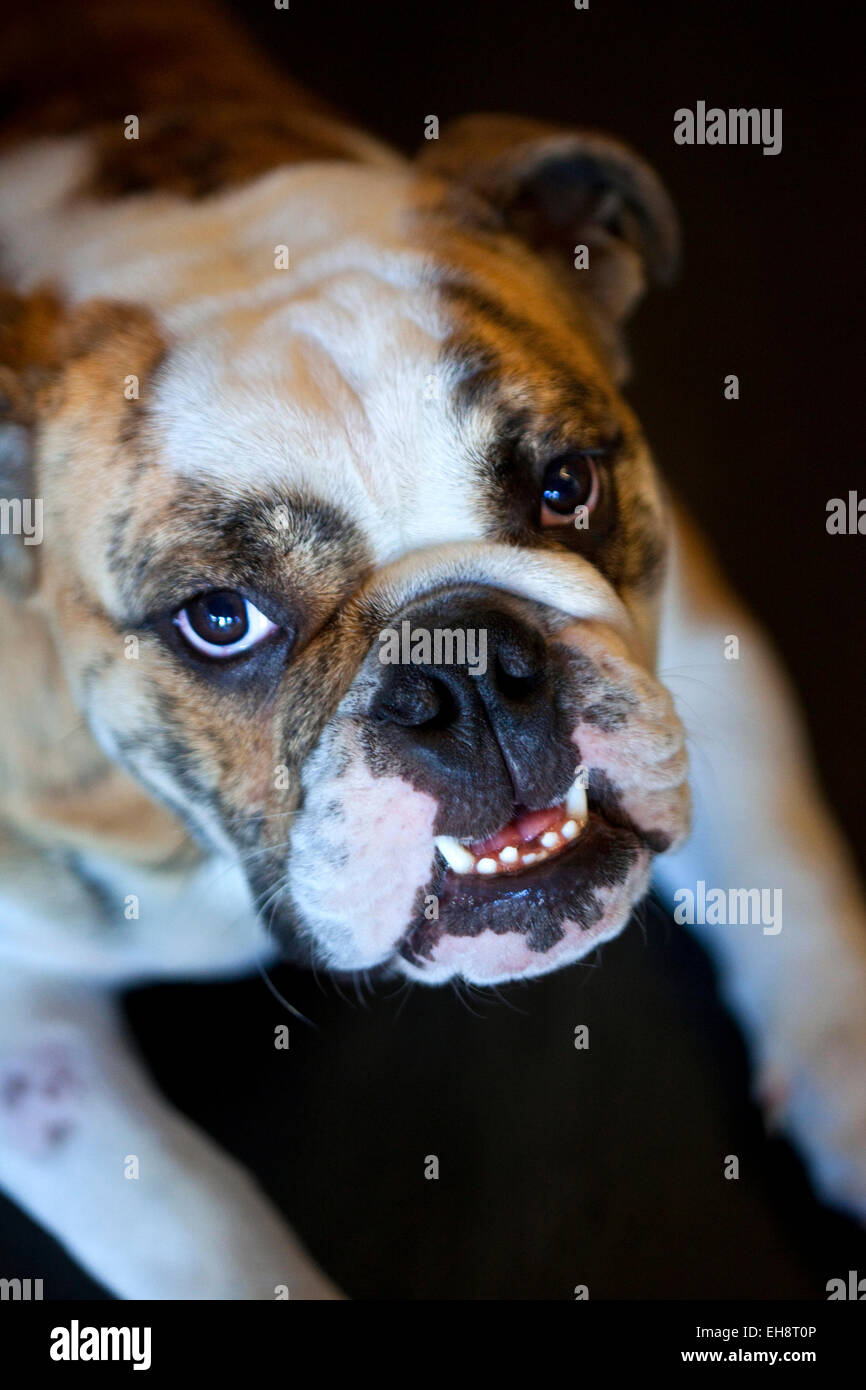 Close up of a young english bulldog Stock Photo - Alamy