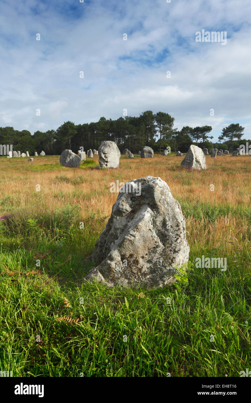 Neolithic standing Stones. Carnac. Brittany. France Stock Photo - Alamy