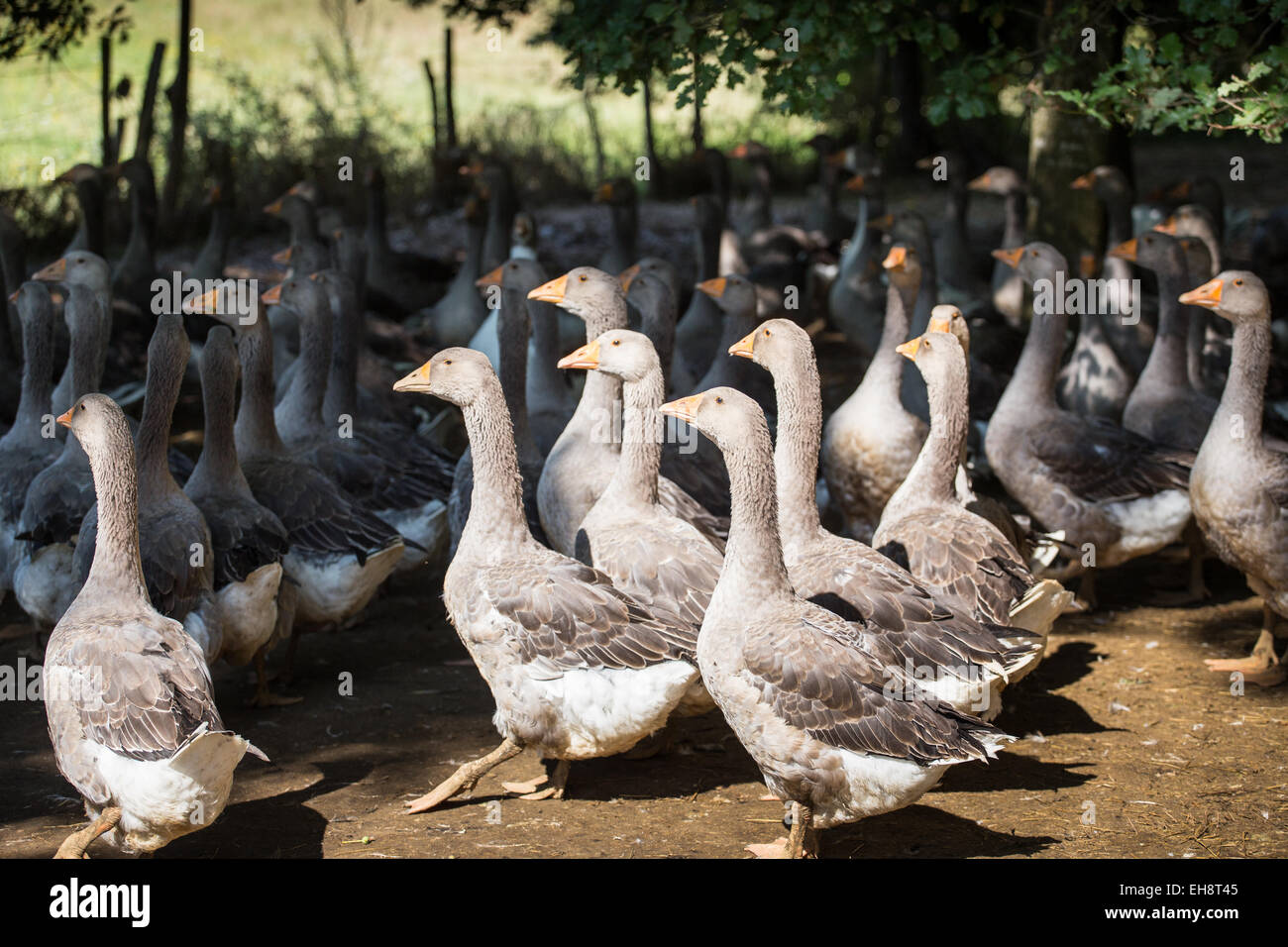 Geese for goose liver pate on farm, Dordogne, Aquitaine, France, Europe ...