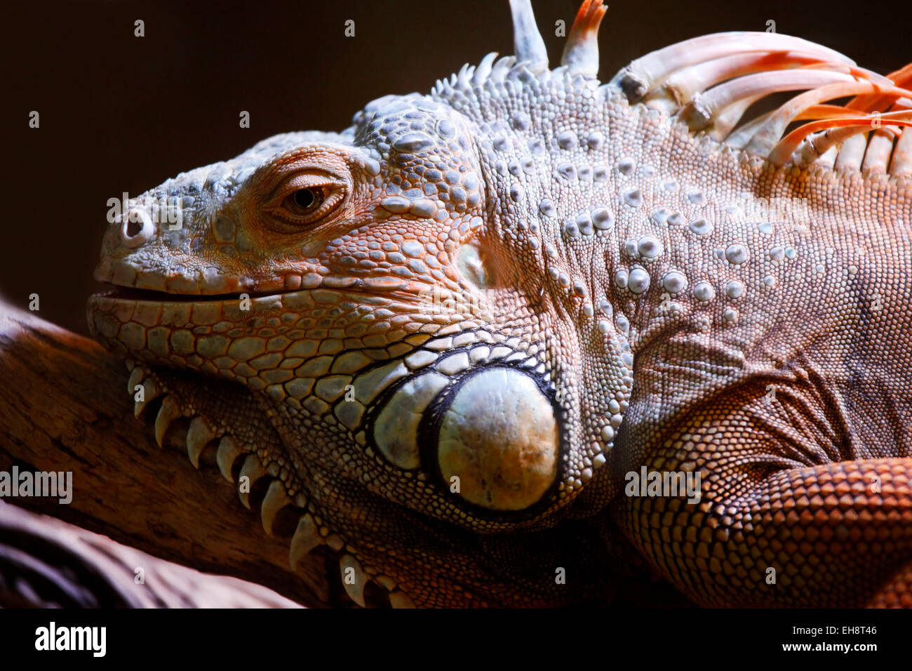Portrait of a lizard close up Stock Photo - Alamy