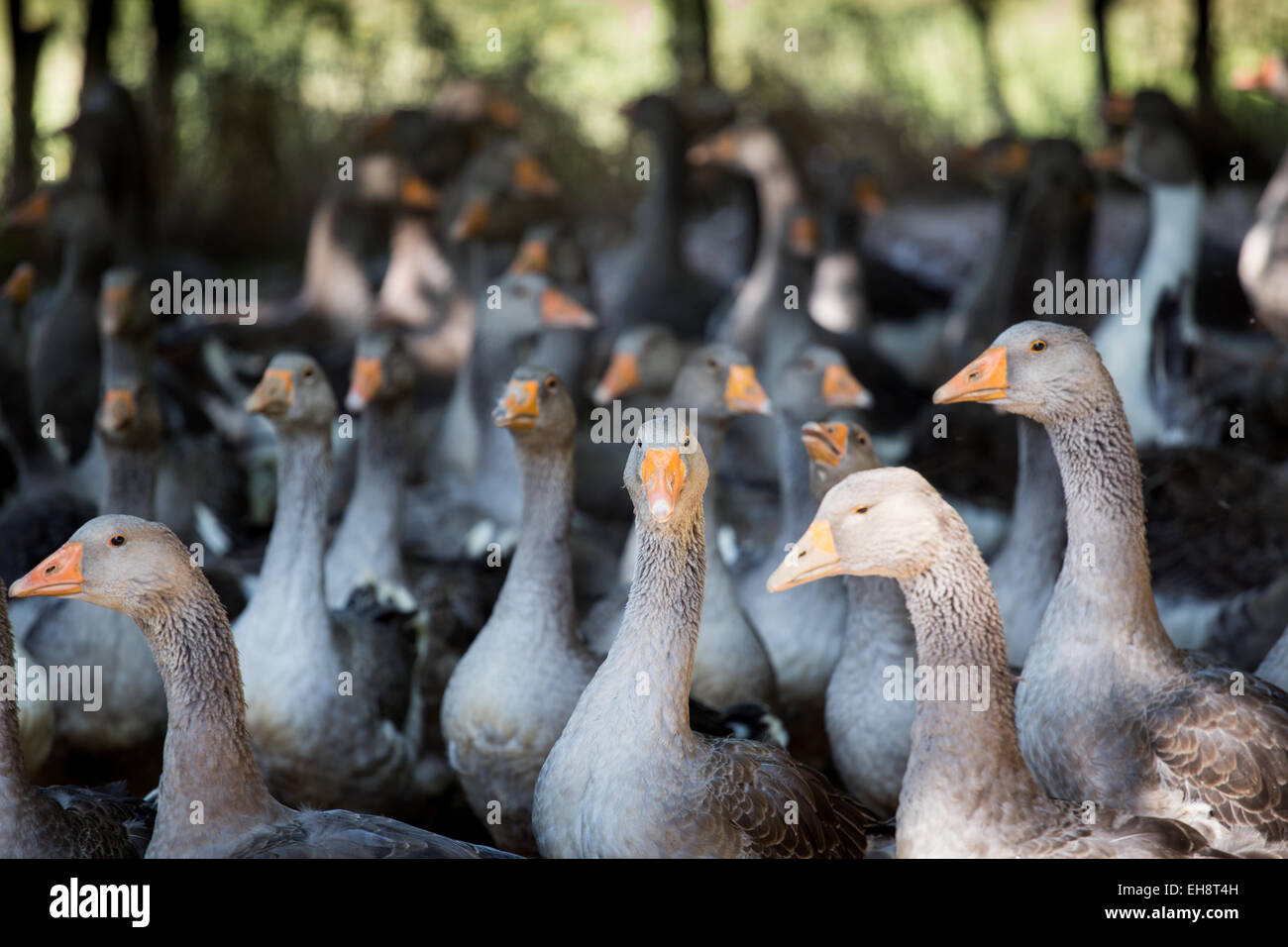 Geese for goose liver pate on farm, Dordogne, Aquitaine, France, Europe ...