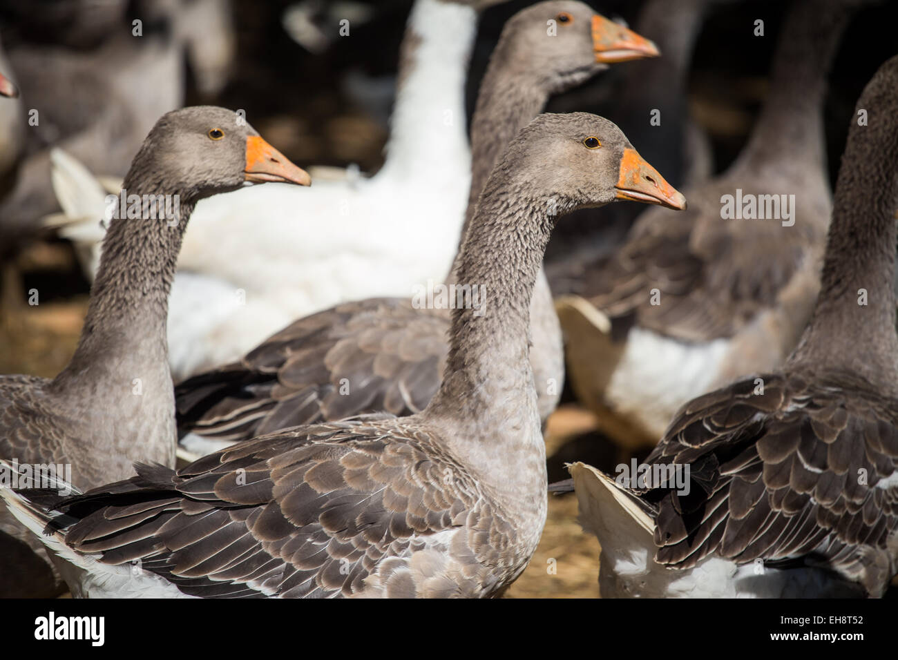 Geese for goose liver pate on farm, Dordogne, Aquitaine, France, Europe ...
