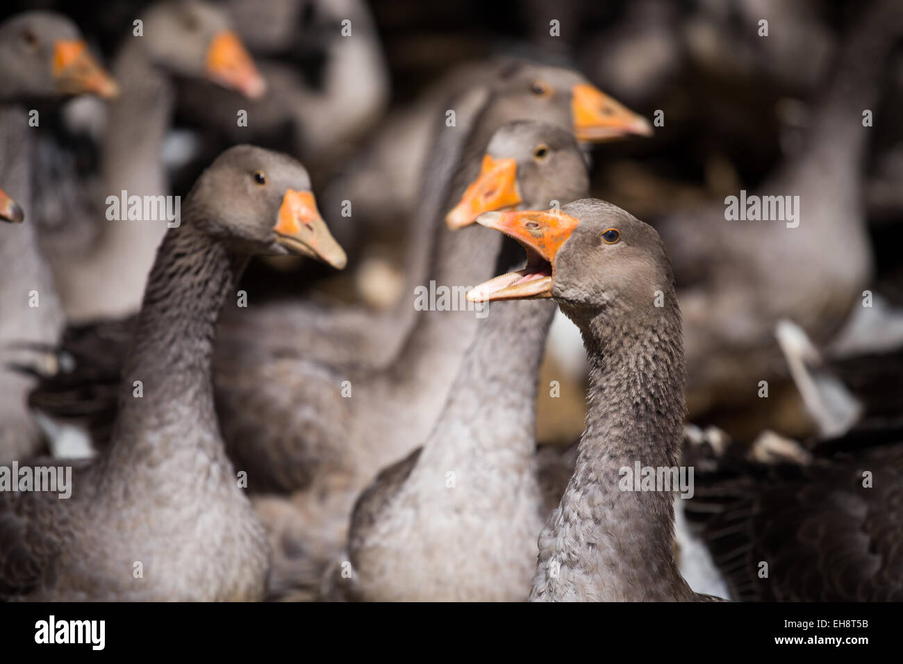 Geese for goose liver pate on farm, Dordogne, Aquitaine, France, Europe ...