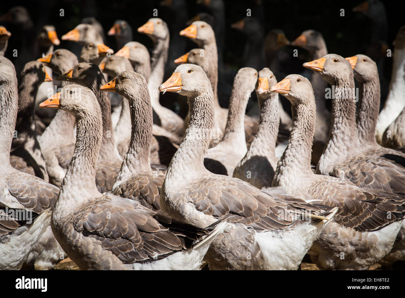 Geese for goose liver pate on farm, Dordogne, Aquitaine, France, Europe ...