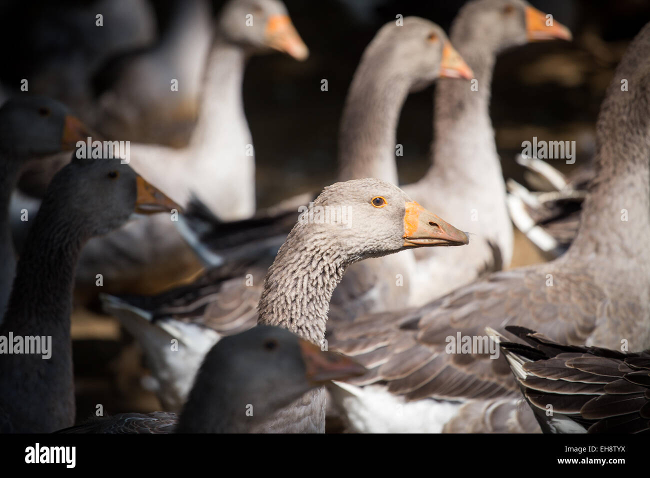 Geese for goose liver pate on farm, Dordogne, Aquitaine, France, Europe ...