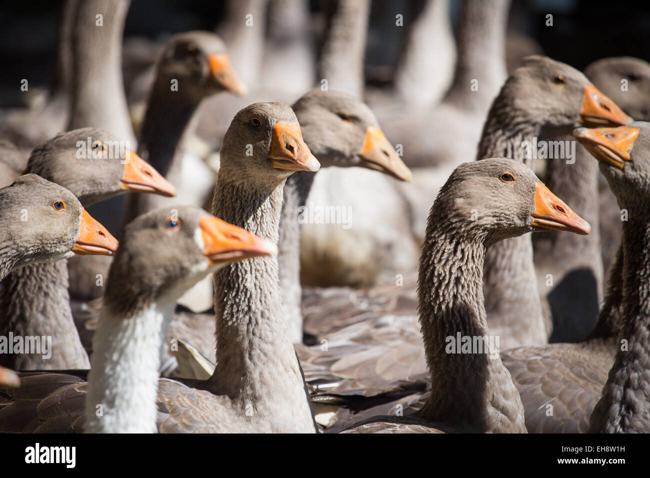 Geese for goose liver pate on farm, Dordogne, Aquitaine, France, Europe ...