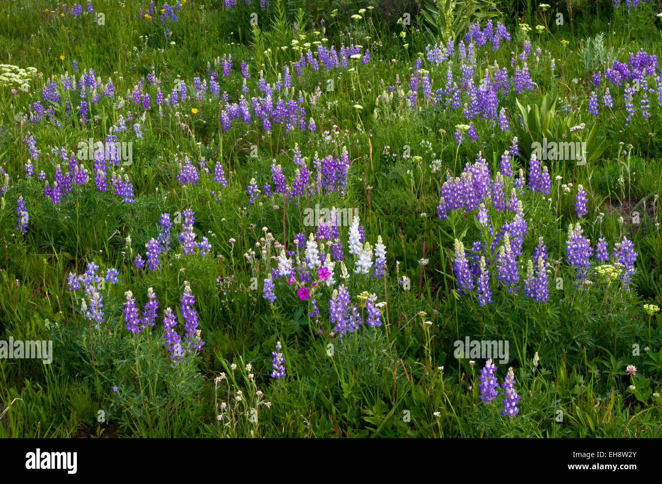Field of SIlvery Lupine with pink Wild Geranium in the middle ...