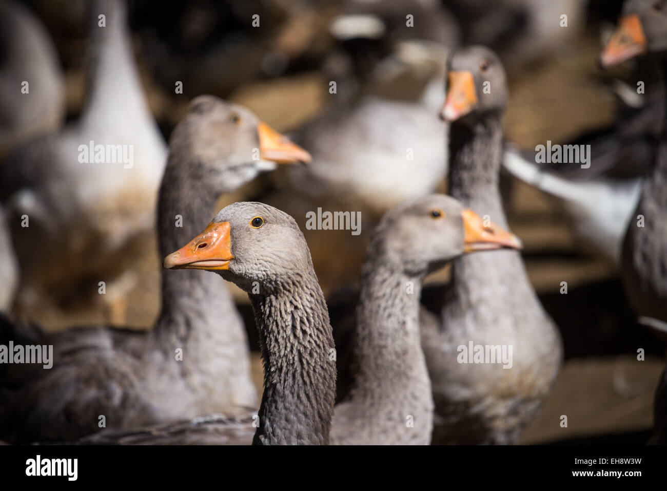 Geese for goose liver pate on farm, Dordogne, Aquitaine, France, Europe ...
