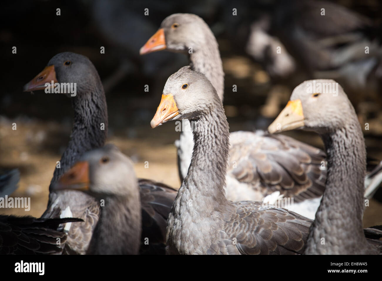 Geese for goose liver pate on farm, Dordogne, Aquitaine, France, Europe ...