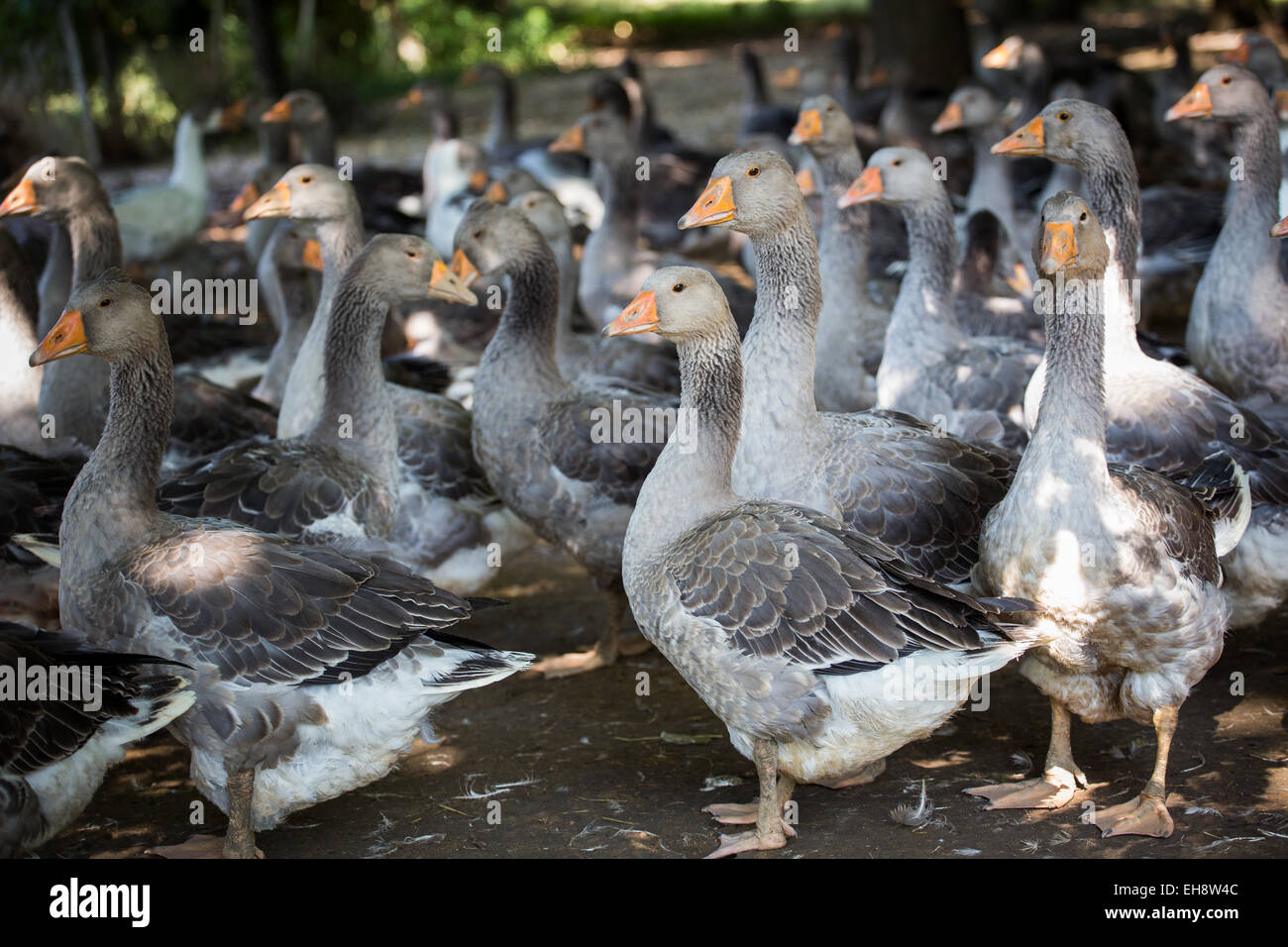 Geese for goose liver pate on farm, Dordogne, Aquitaine, France, Europe ...