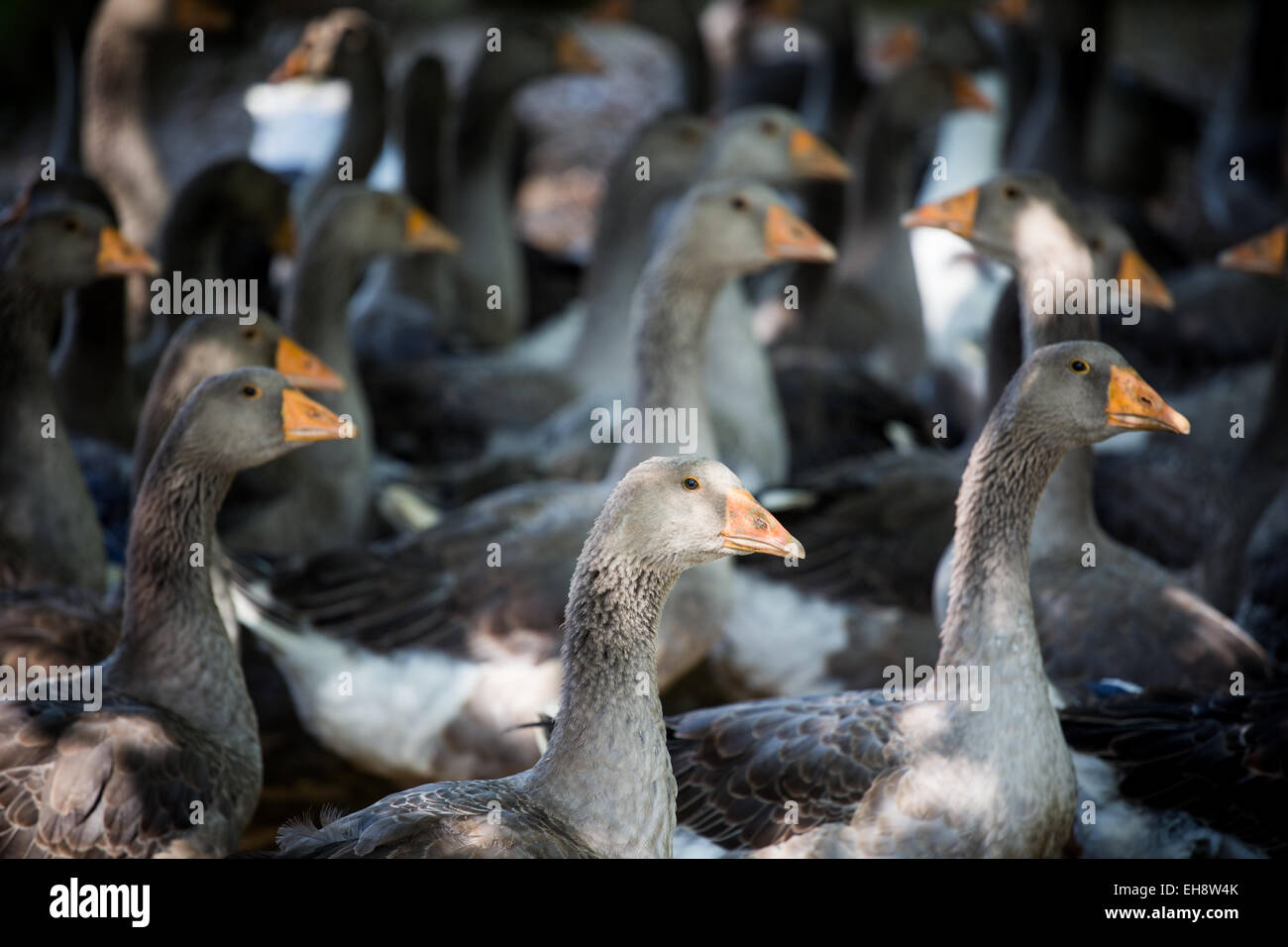 Geese for goose liver pate on farm, Dordogne, Aquitaine, France, Europe ...