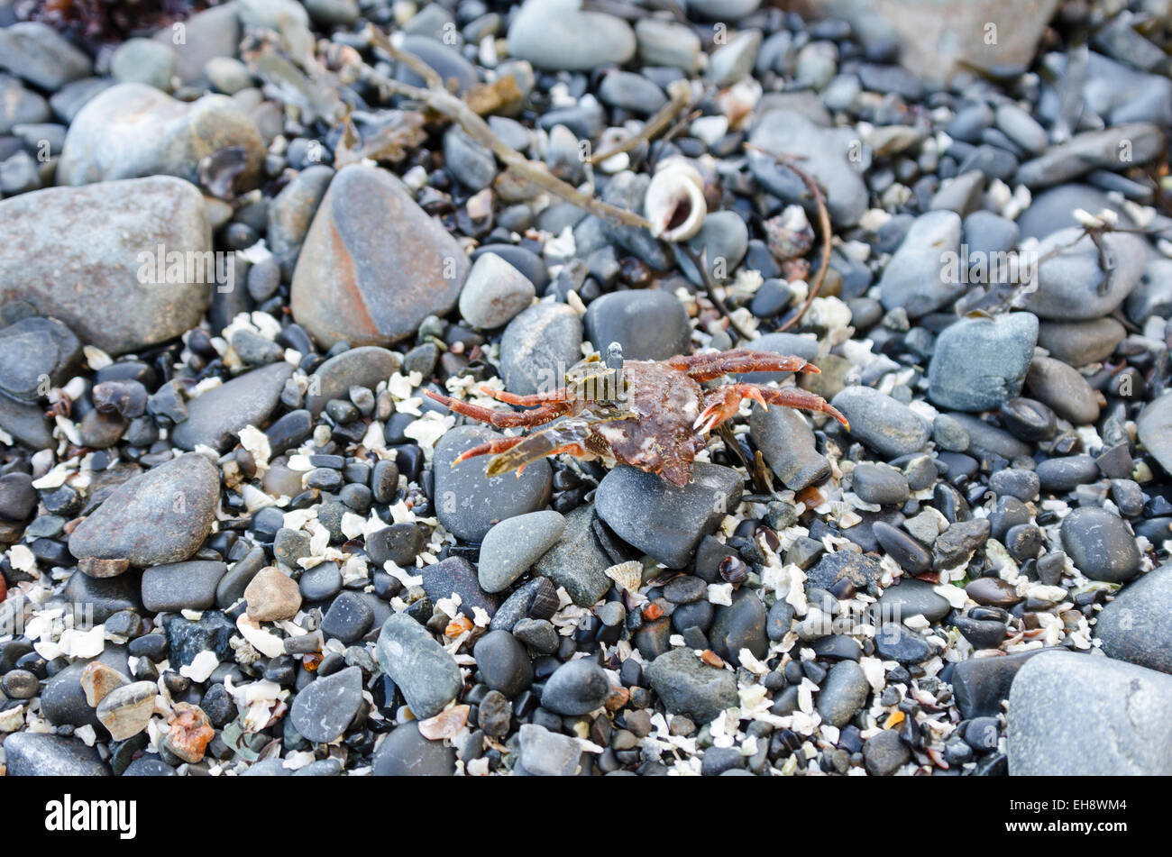 Dorsal view of a Toad Crab (Hyas sp.) on a rocky beach, Bar Harbor ...