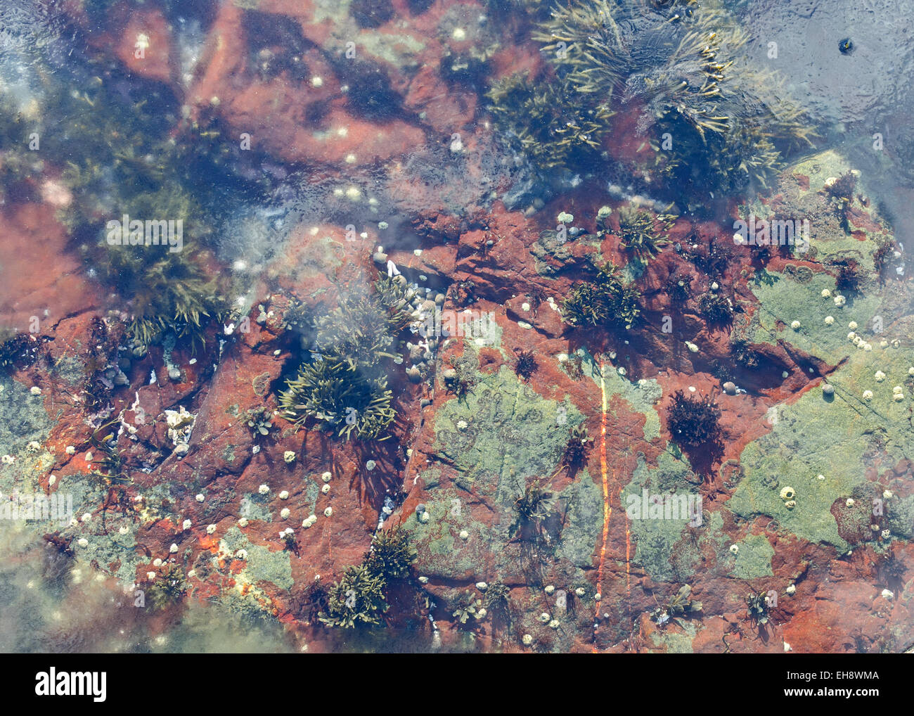A skim of ice rims the edges of a colorful tidepool in Bar Harbor ...