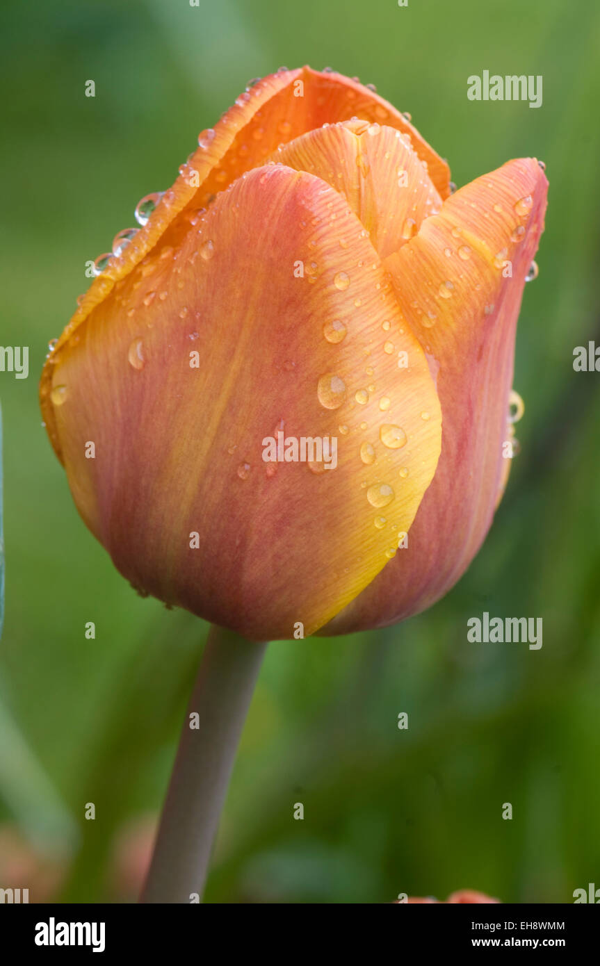 Cairo tulips hi-res stock photography and images - Alamy