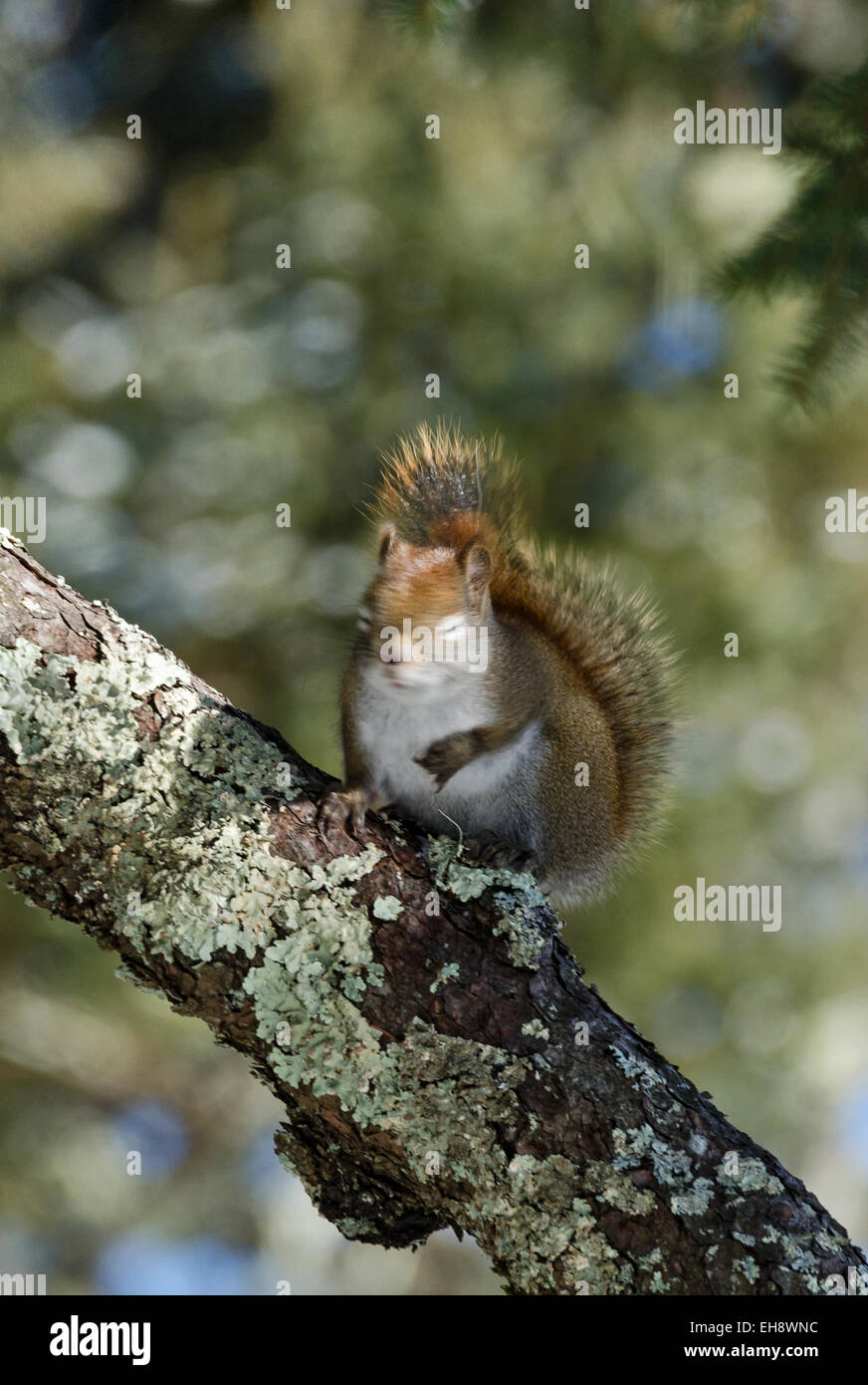 American red squirrels on branch in tree hi-res stock photography and ...